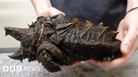 Unbelievable Alligator Snapping Turtle Caught In Alabama Lake