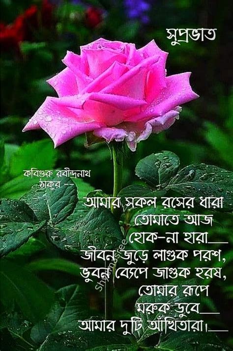 Pin By Probin Karmokar On Robindro Nath Thakur Flowers Plants Rose