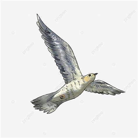 날아다니는 새 일러스트 뻐꾸기 청명하다 새 Png 일러스트 및 Psd 이미지 무료 다운로드 Pngtree