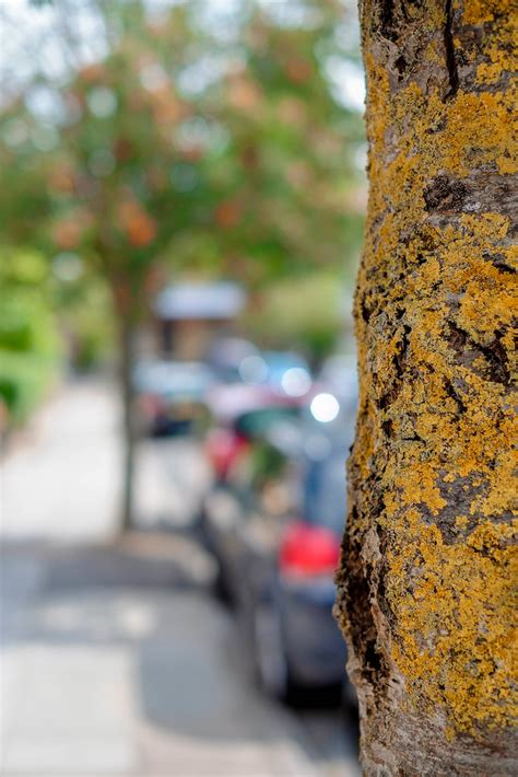 Dscf4441 Carl Daniel Flickr