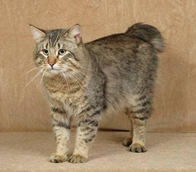 Pixie Bob Cat Breed Info History Personality Care Kittens Pictures