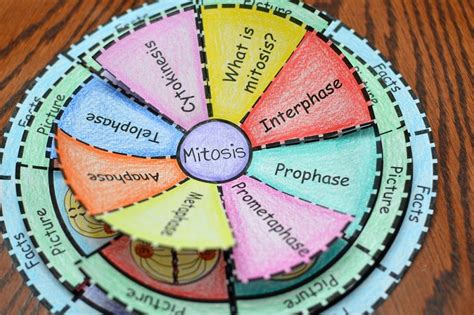 Volume And Surface Area Cheat Sheet Freebie Artofit