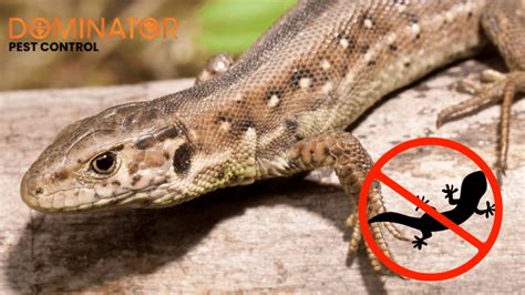 Lizard Pest Control Service Safe And Effective Solutions