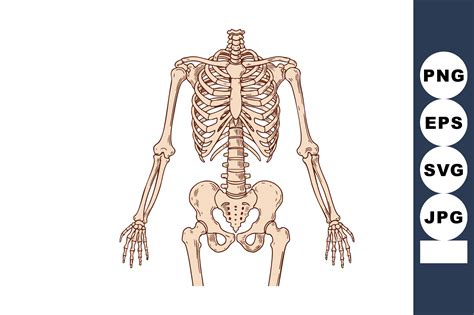 Human Upper Skeleton Anatomy Illustratio Graphic By Designvectx