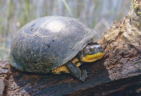 Blandings Turtle Facts And Pictures
