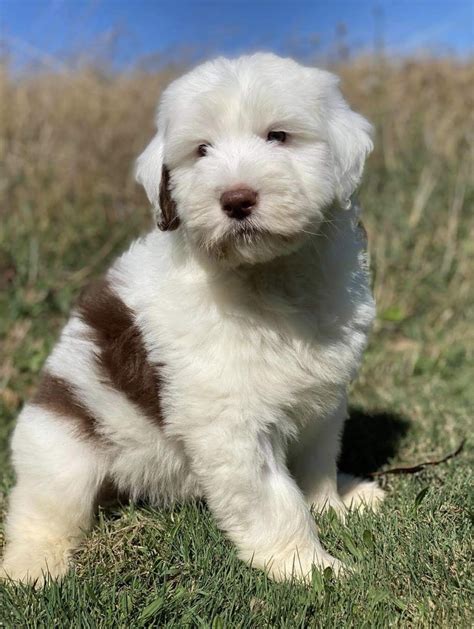 Sheepadoodles Australian Sheepadoodles Australia