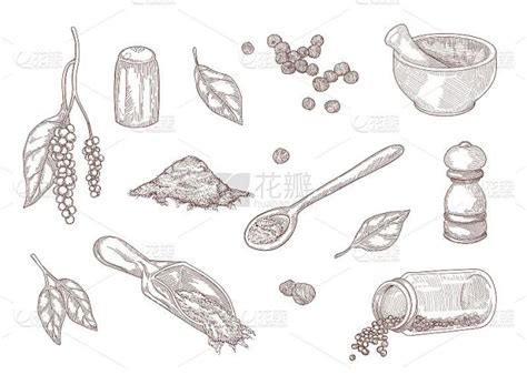 手绘各种黑胡椒的复古素描素材 花瓣网
