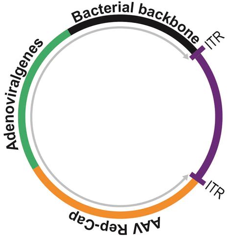 Aav Plasmids Cd Bioparticles