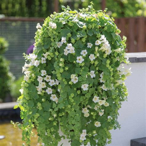 Lofos Compact White X 5 Super Plugs Buy Lofos Plants Online Lofos