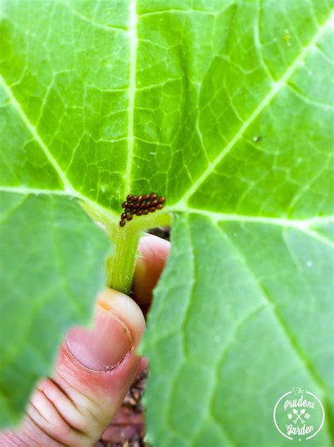 How To Get Rid Of Squash Pests