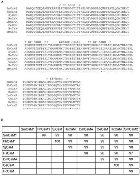 Cloning And Functional Characterization Of Two Calmodulin Genes During Larval Development In The