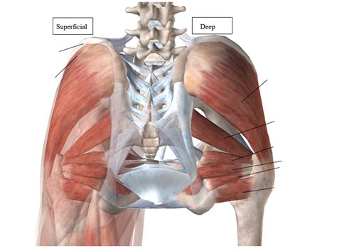 Muscles Of Hips Diagram Quizlet