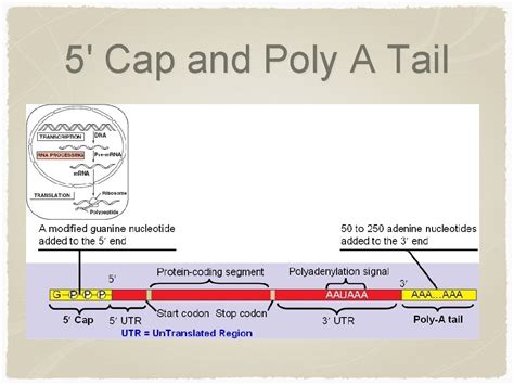 From Gene To Protein Genes Code For Proteins
