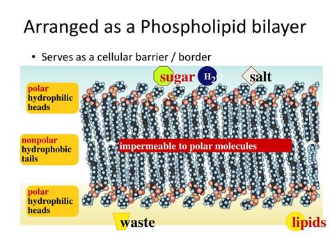 Membrane Structure And Function Ppt Download