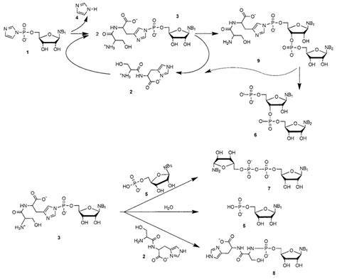 Proposed Reaction Scheme Top The Oligomerization Of Download Scientific Diagram