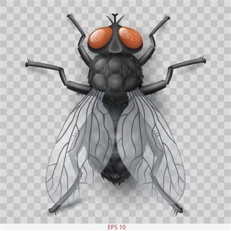 Fly Realistic Vector Images Over 50000