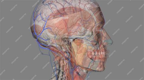 Premium Photo The Function Of Occipitofrontalis Muscle Is To Elevate The Eyebrows And Wrinkle