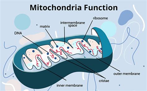 Mitochondria Function