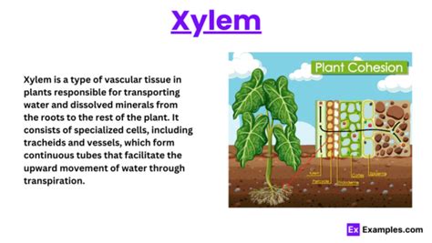 Xylem Understanding Primary Xylems Role In Plant Growth