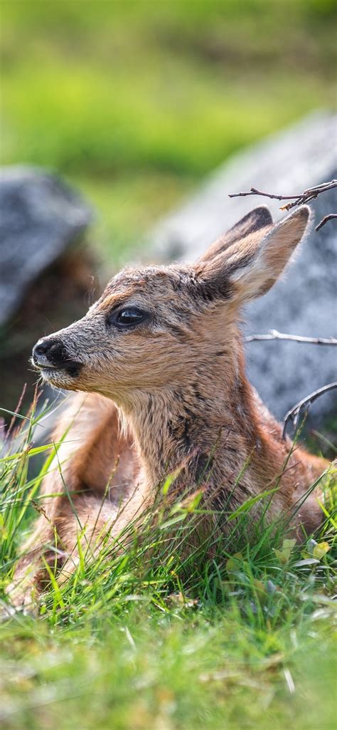 Wallpaper Deer Cub Green Grass Rocks 2880x1800 Picture Image