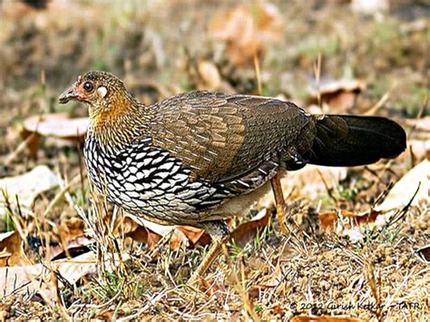 Gallina Castellana Negra Gallus Sonneratii
