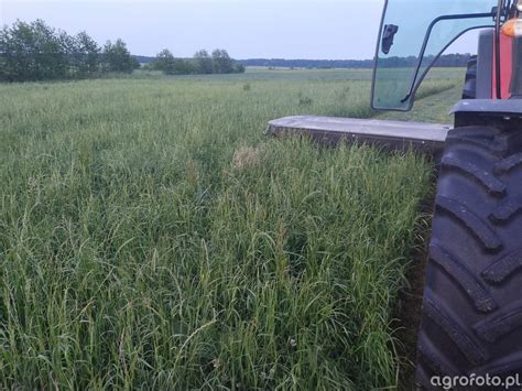 2 pokos - zdjęcie, fotka, foto numer: 827703 - Galeria rolnicza agrofoto