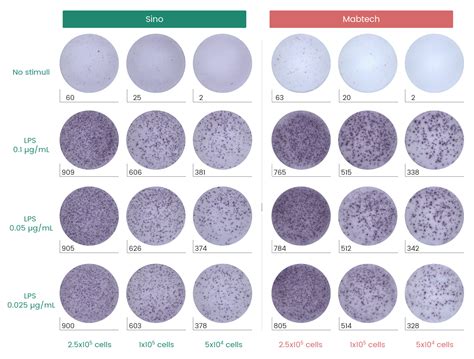 Mouse Tnf α Elispot Kit Alp 义翘神州