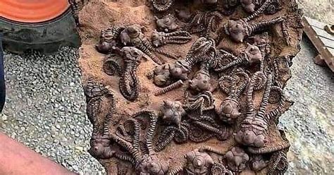 Geologists Say Its Jimbacrinus Crinoid Fossils I Think We Know Better Album On Imgur