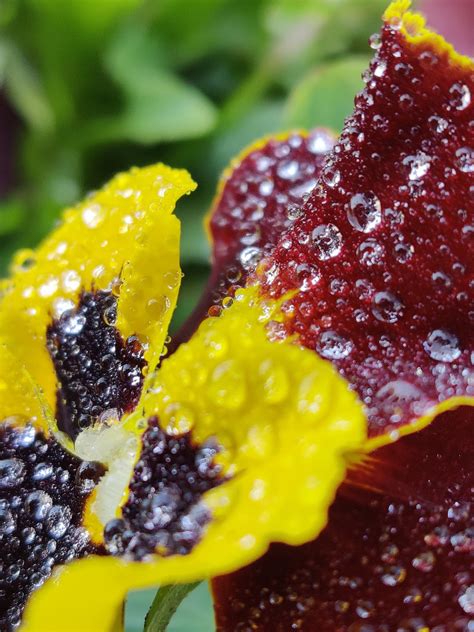 Gotas De Rocío Flor Instagram Foto Gratis En Pixabay Pixabay