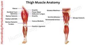 Leg Anatomy Complete Guide With Parts Names And Diagram