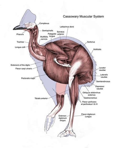 Anatomy Of An Ostrich Discover The Major Muscles