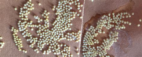 Silkworm Genome Informatics Database