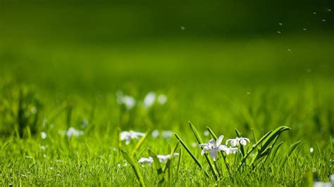 🔥 Free Download Hd Wallpaper Grass Net By Phuang Wallpapersafari