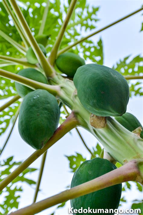 徳之島 で種から育てる『フルーツパパイヤ』の成長の様子を紹介するよ！ 花徳マンゴー