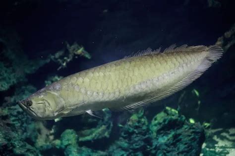 Silver Arowanas Water Parameters Care And Size Fishkeeping World