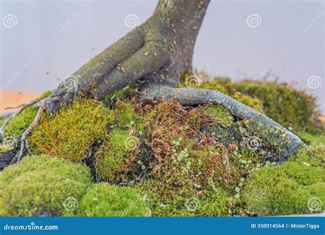 Close Up Of Healthy Old Tree With Extended Roots And Epiphytic Growth