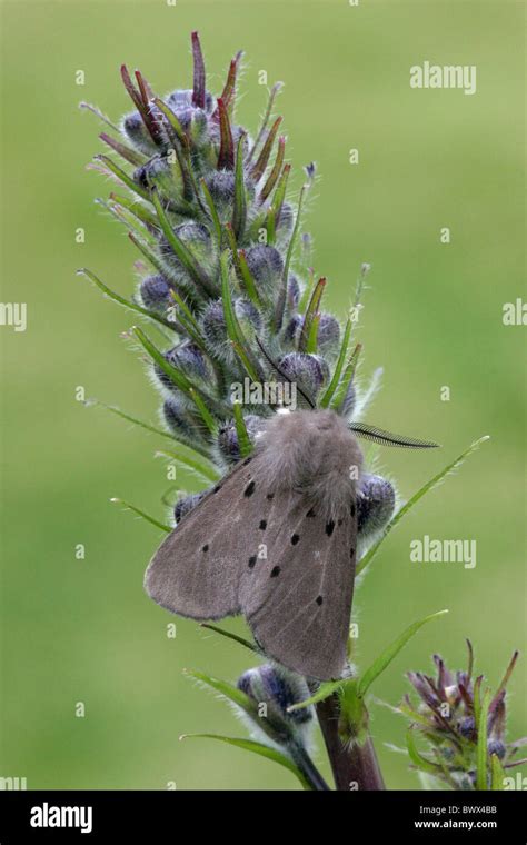 Animal Animals Moth Moths Lepidoptera Insect Insects Invertebrate Invertebrates Arthropod