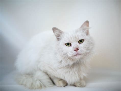 Kitten University This Little Bub Would Consume This Entire Bottle Of Formula If We Let Him