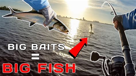 Big Fish Catch Memes Funny Fish Seven Stripes
