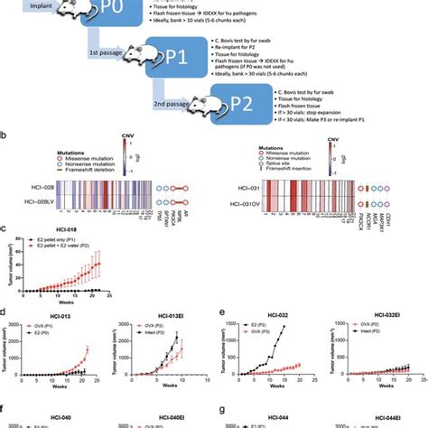Cnv Analysis Cnvkit Segmentented Copy Numbers Plot113 Illustrates Log2 Download Scientific