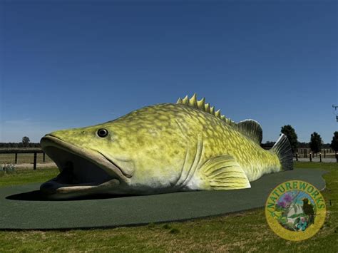 Giant Murray Cod At Arcadia Fish Hatchery Natureworks Australia