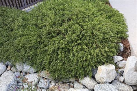 Water Efficient Plants Guide