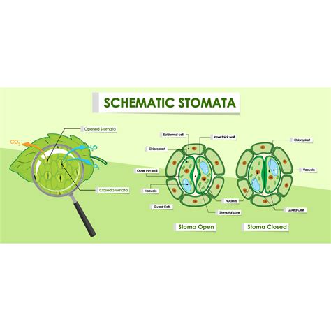 Plant Stomata Structure