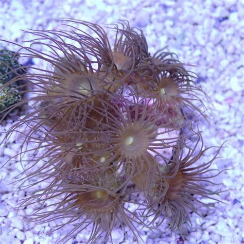 Oceans Garden Aquaculture Oga Yellow Polyp Coral