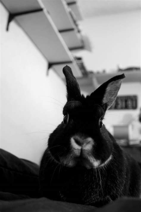 Timbit By Krispins On Deviantart