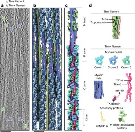 Christopher Schmid On Linkedin Structure Of The Native Myosin Filament In The Relaxed Cardiac