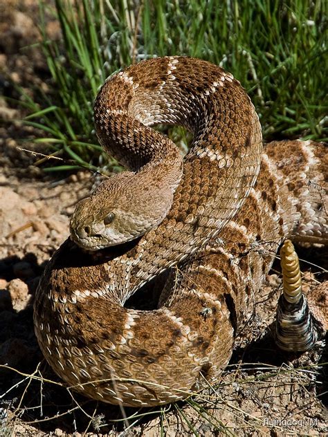 Crotalus Atrox