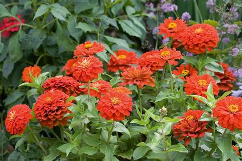 How To Grow Zinnias And The Best Zinnias To Grow For Summer Colour