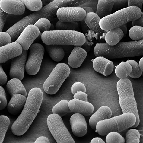 Lactobacillus Junglekey Fr Image