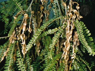 Japanese Pagoda Tree Seed Pods